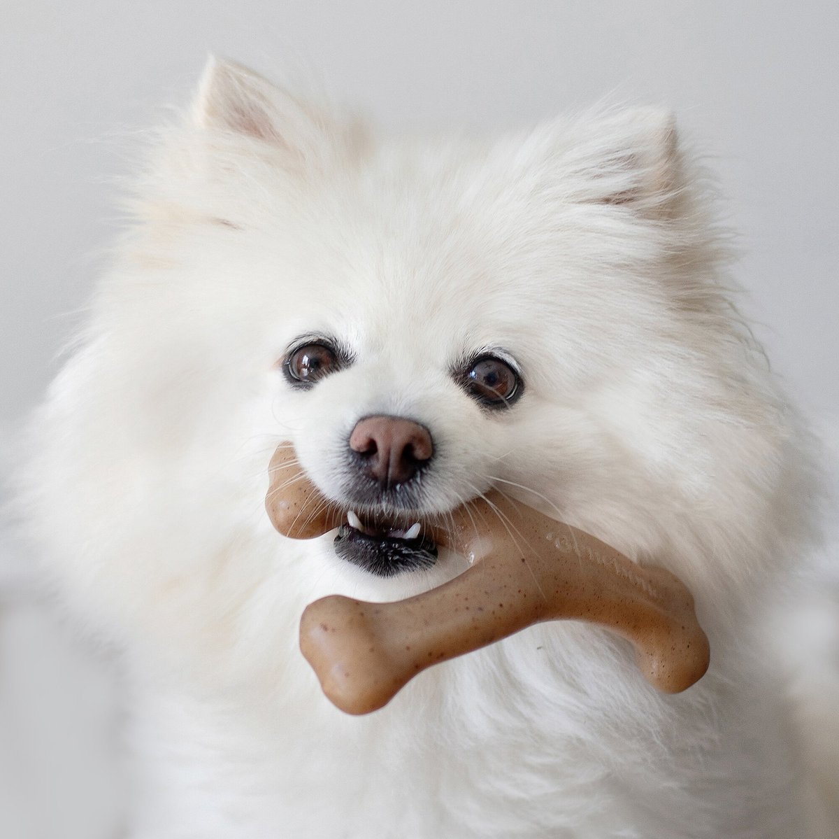 BENEBONE Bacon Flavor Wishbone Tough Dog Chew Toy, Small - Chewy.com