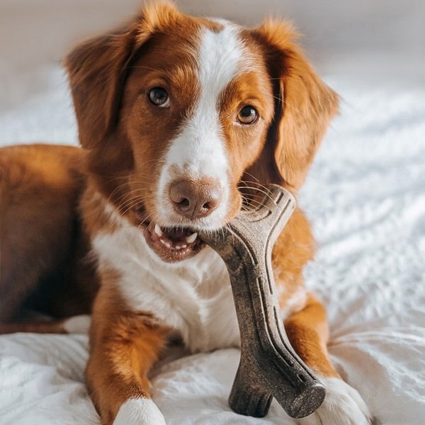 BENEBONE Bacon Stick Tough Dog Chew Toy, Medium - Chewy.com