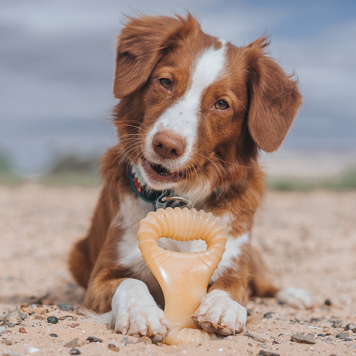 BENEBONE Chicken Flavor Dental Tough Dog Chew Toy, Medium - Chewy.com