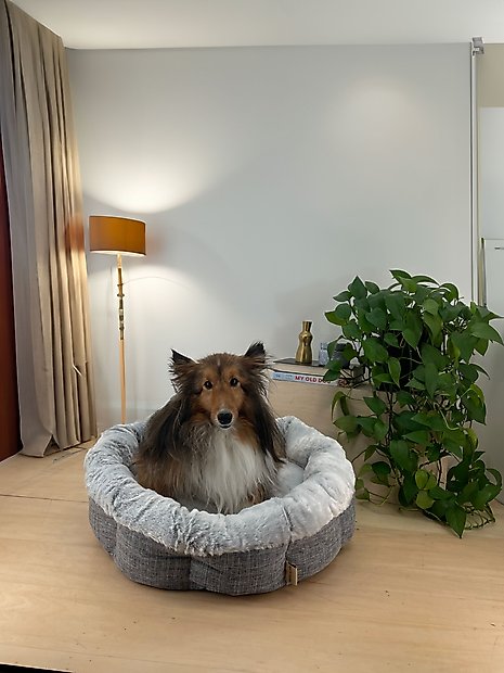 Best Pet Supplies for Dogs - Free shipping | Chewy