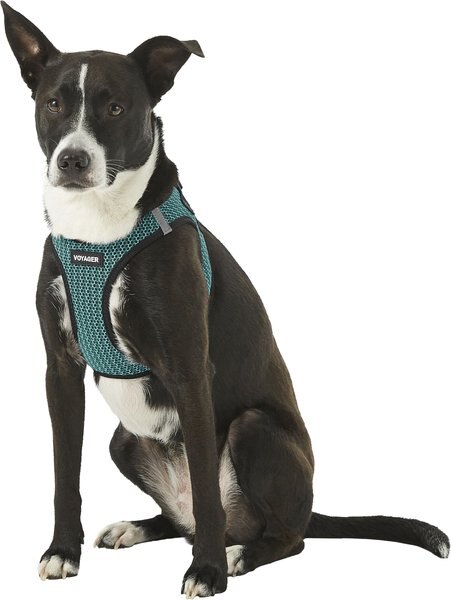 BEST PET SUPPLIES Voyager All Season Mesh Dog Harness, Turquoise, Large ...