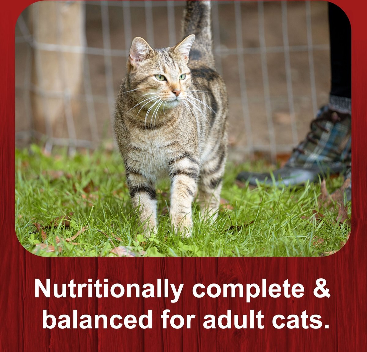 BIG RED Tasty Morsels Natural Chicken Flavor Dry Cat Food, 40-lb bag ...