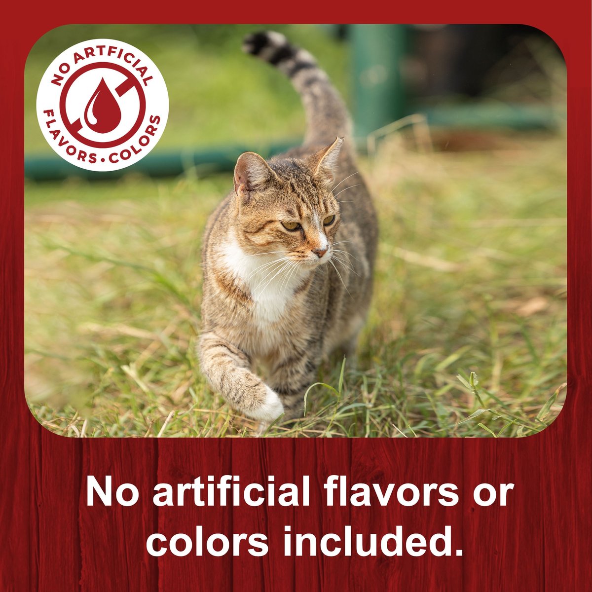 BIG RED Tasty Morsels Natural Chicken Flavor Dry Cat Food, 40-lb bag ...