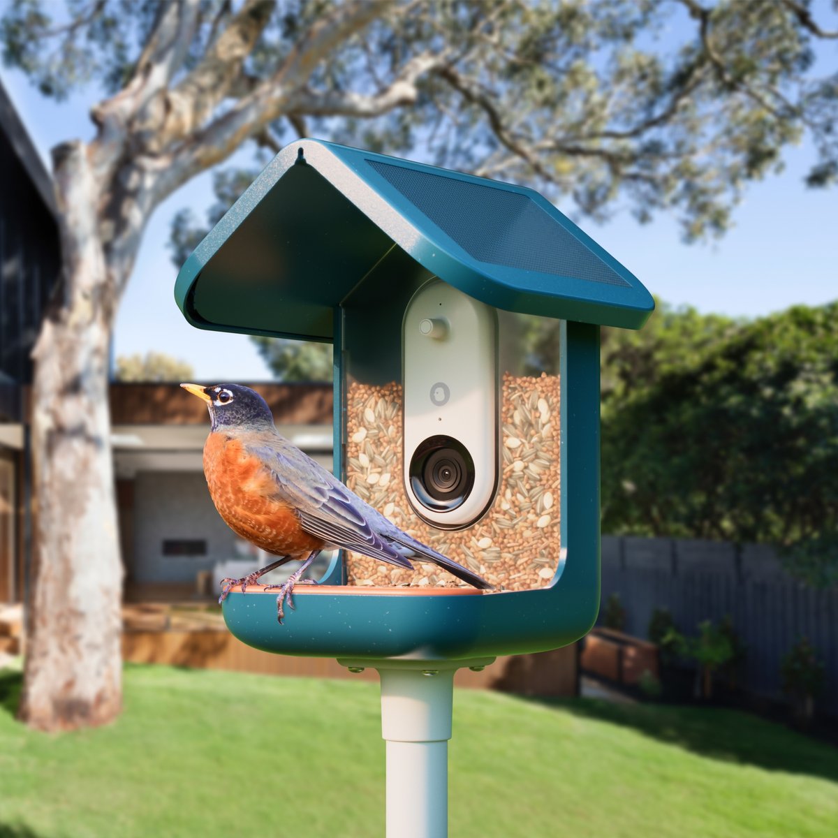 BIRD BUDDY PRO Solar Smart Bird Feeder, Blue - Chewy.com