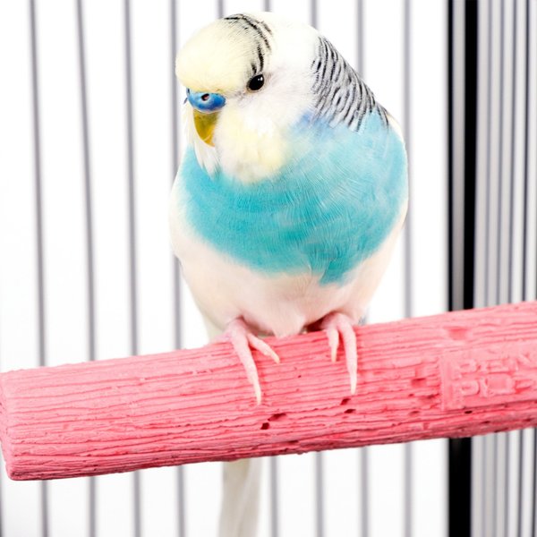 BIRD LIFE Parakeet & Small Bird Perch, 6-in - Chewy.com