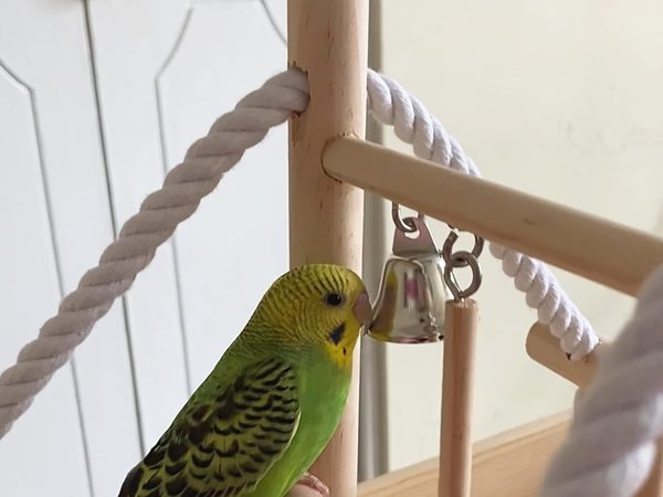 BIRD LIFE Penn-Plax Foldable Bird Playpen, Natural Brown, XX-Large ...