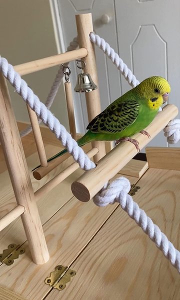 BIRD LIFE Penn-Plax Foldable Bird Playpen, Natural Brown, XX-Large ...