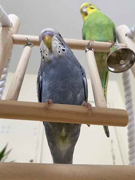 BIRD LIFE Penn-Plax Foldable Bird Playpen, Natural Brown, XX-Large ...