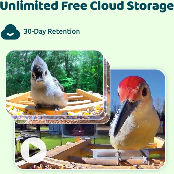 BIRDFY Bamboo Smart Bird Feeder with Camera Solar Powered Motion Detection, Black, 3.5L - Chewy.com