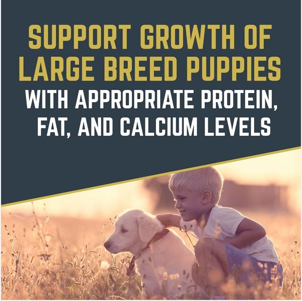 BLACK GOLD Explorer Large Breed Puppy Recipe Dry Dog Food, 40-lb bag ...