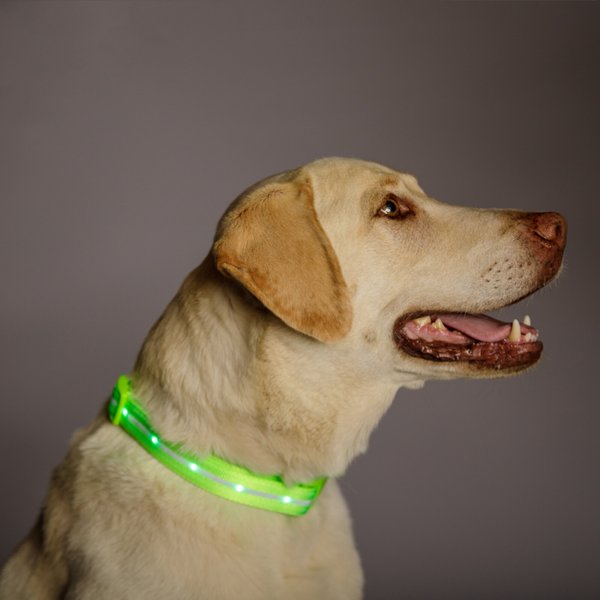BLAZIN LED USB Rechargeable Nylon Dog Collar, Green, Medium: 13.8 to 19 ...
