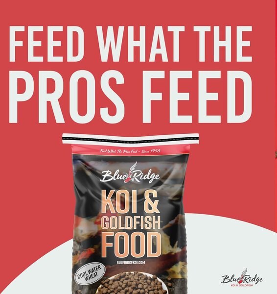 BLUE RIDGE KOI & GOLDFISH Cool Water Wheat Formula Koi & Goldfish Food ...