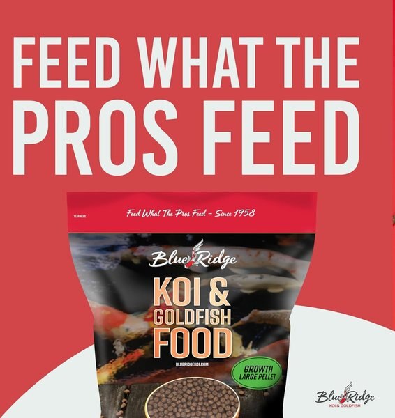 BLUE RIDGE KOI & GOLDFISH Large Pellet Growth Formula Koi & Goldfish ...