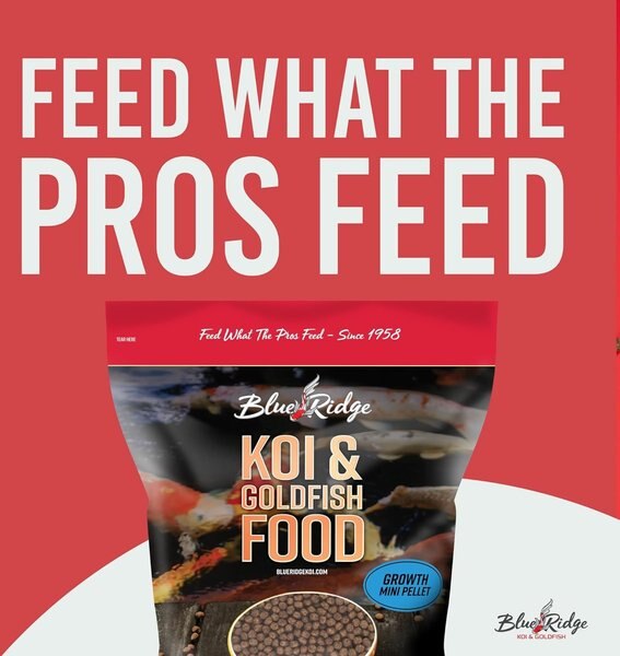 BLUE RIDGE KOI & GOLDFISH Mini Pellet Growth Formula Koi & Goldfish ...