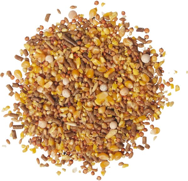 BLUEBONNET FEEDS Poultry Conditioner 16% Protein Premium Formula Grain ...