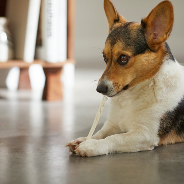 BONES & CHEWS 5" Compressed Rawhide Twist Sticks Dog Treats, 100 count ...