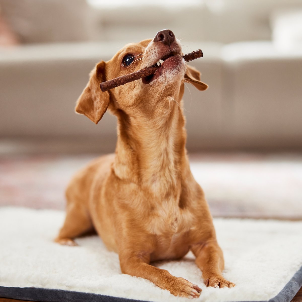 BONES & CHEWS Beef Basted Munchy Sticks Dog Treats, 100 count - Chewy.com