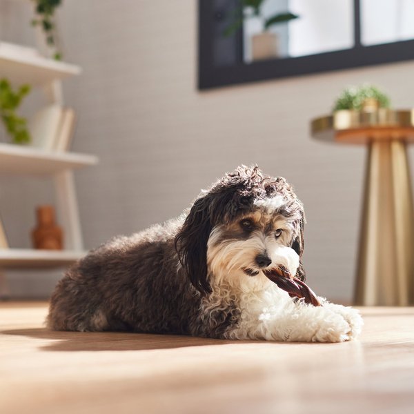 BONES & CHEWS Braided Beef Gullet Dog Treats, 5"-6", 6 count - Chewy.com