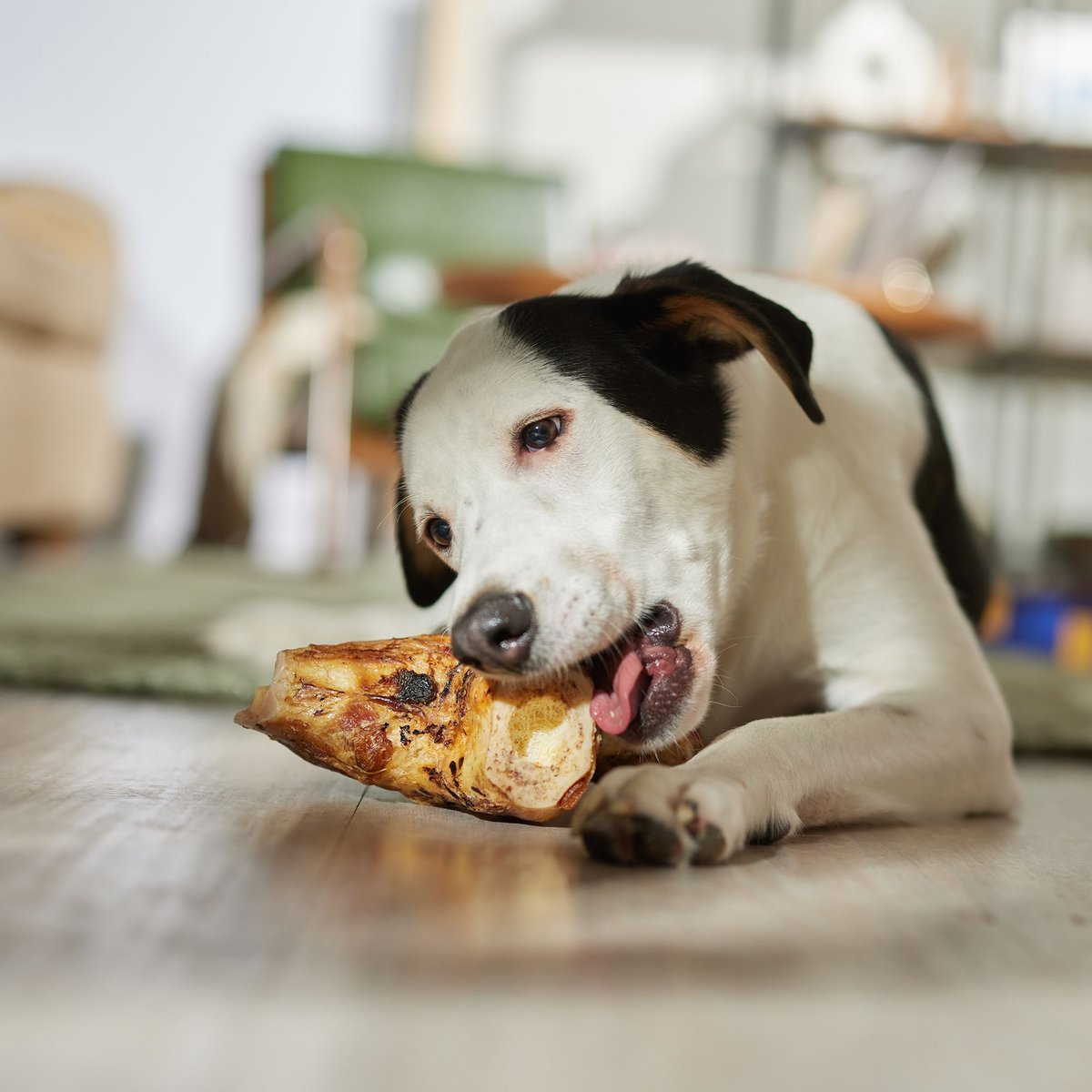 BONES & CHEWS Made in USA Beef Hock Bone Dog Treat, 1 count - Chewy.com