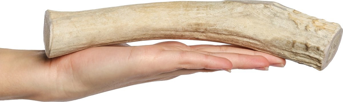 BONES & CHEWS Made in USA Deer Antler Dog Chew, X-Large: 9.5 - 10.5-in ...