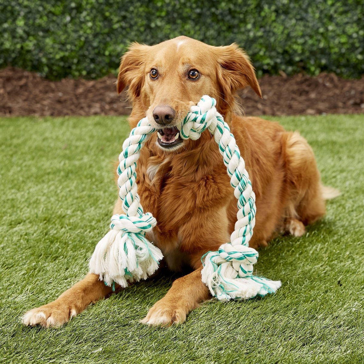 Out of Stock - BOODA Fresh N Floss Spearmint 3-Knot Rope Dog Toy, X ...