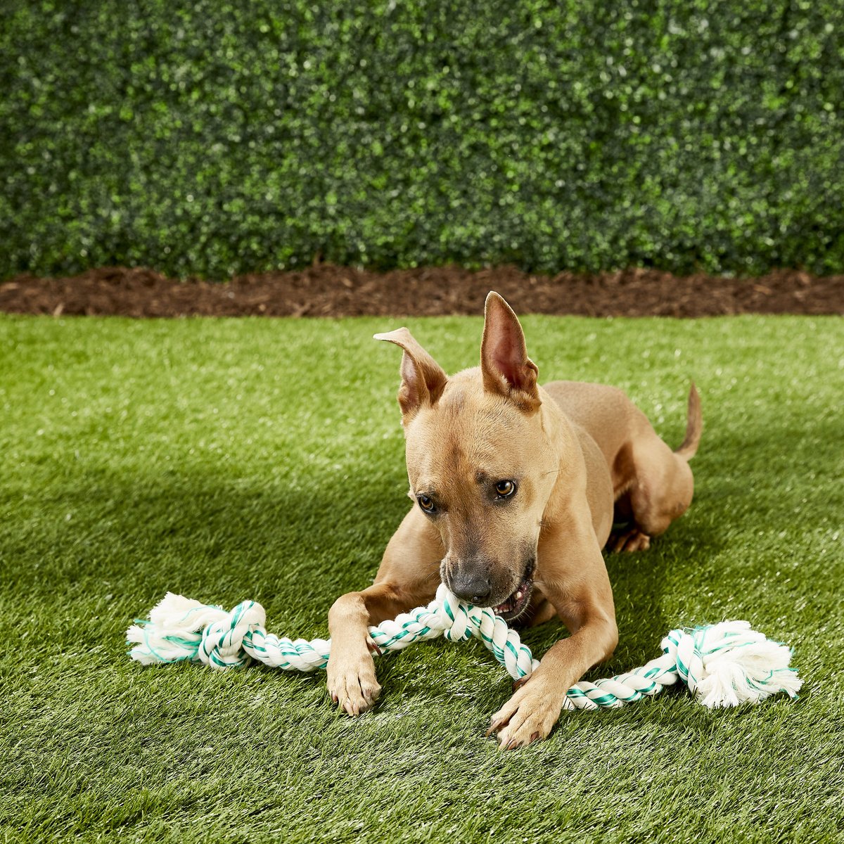 Out of Stock - BOODA Fresh N Floss Spearmint 3-Knot Rope Dog Toy, X ...