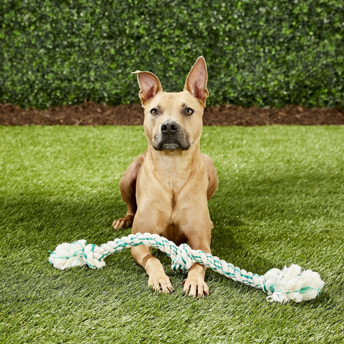 Out of Stock - BOODA Fresh N Floss Spearmint 3-Knot Rope Dog Toy, X ...
