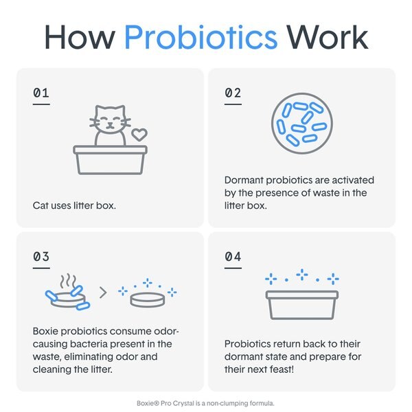 BOXIECAT Self-Cleaning Probiotic Clumping Clay Cat & Kitty Litter, 16 ...