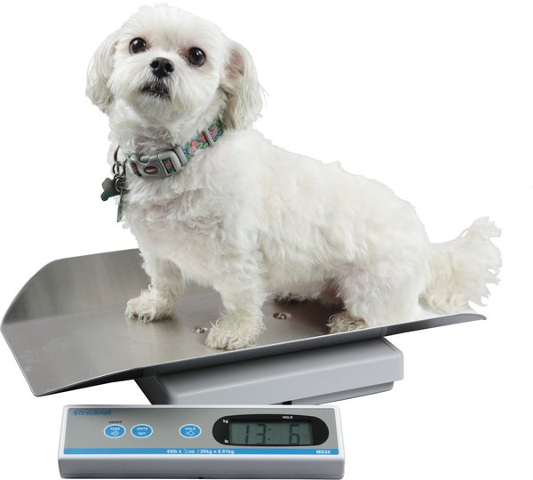 BRECKNELL MS20S Digital Pet Scale - Chewy.com