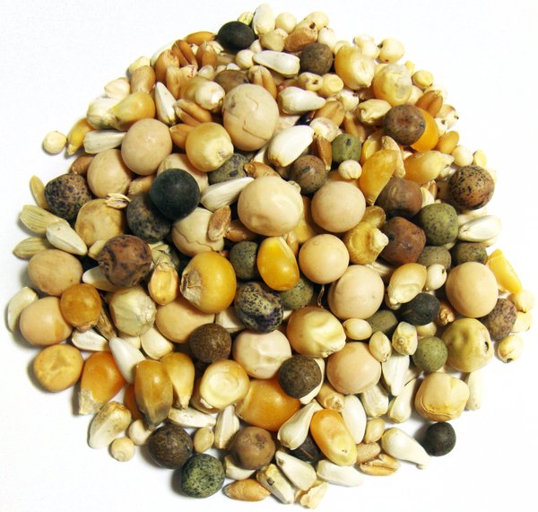 BROWN'S Best of Show Premium Pigeon Food, 50-lb bag - Chewy.com