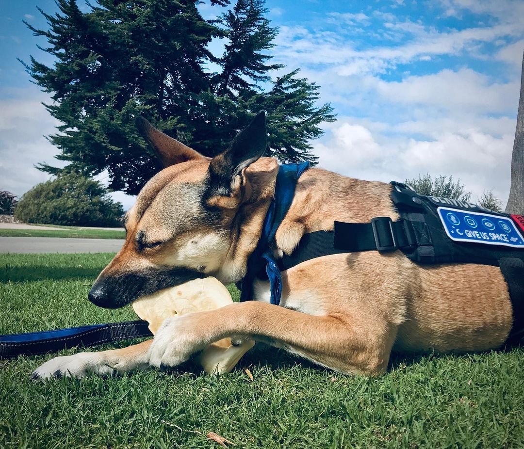 BRUTUS & BARNABY Premium Whole Cow Ears Puppy Natural Dog Chew - 15 ...