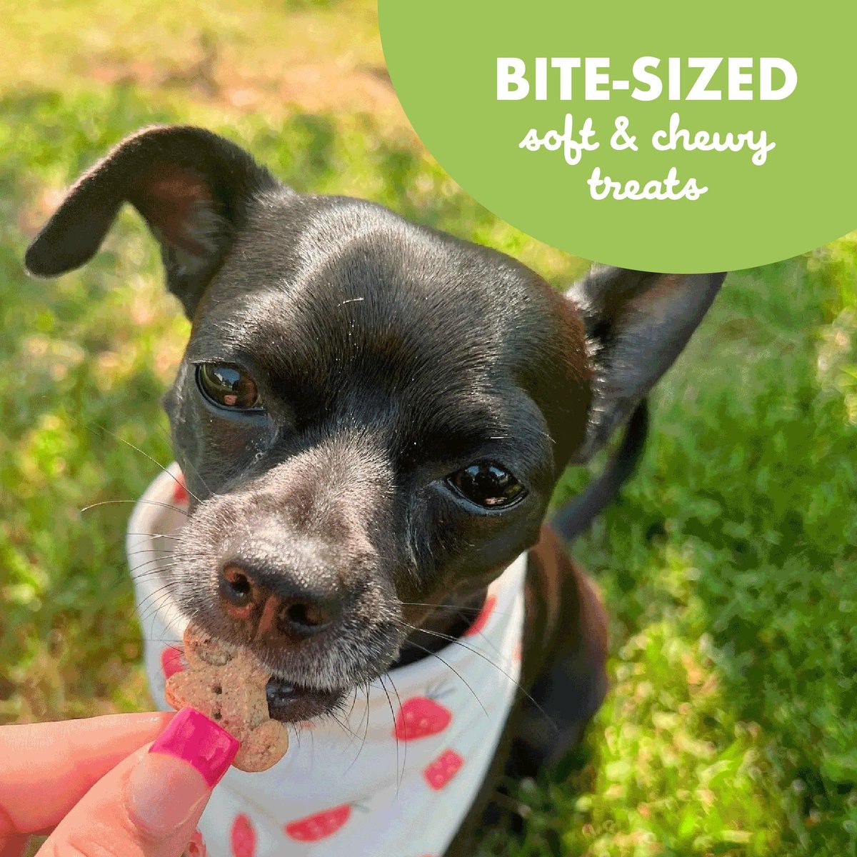 BUDDY BISCUITS Softies with Roasted Chicken Grain-Free Soft & Chewy Dog ...