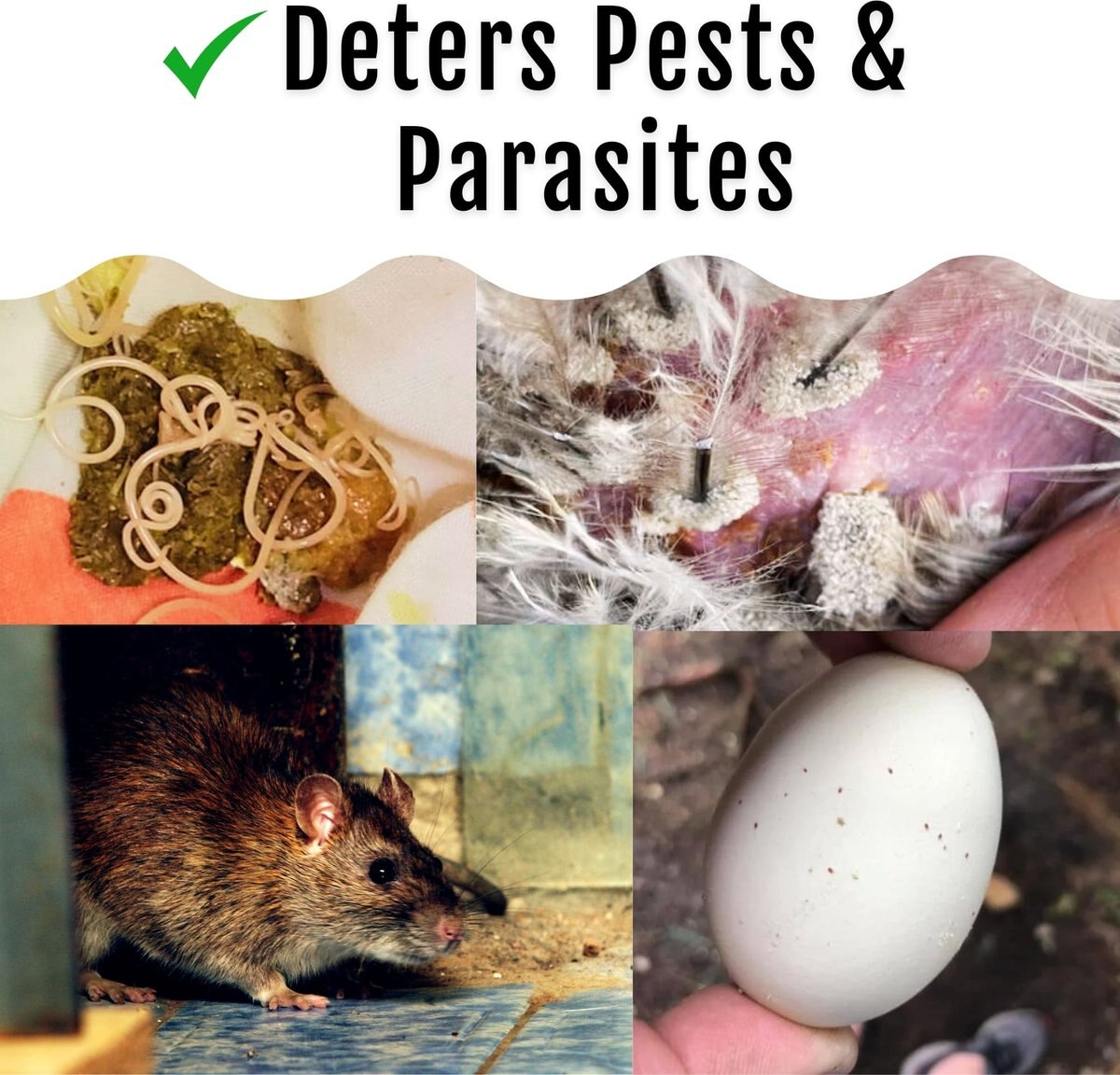 BUFF CLUCKS Herb Chicken Supplement, 12-oz bag - Chewy.com