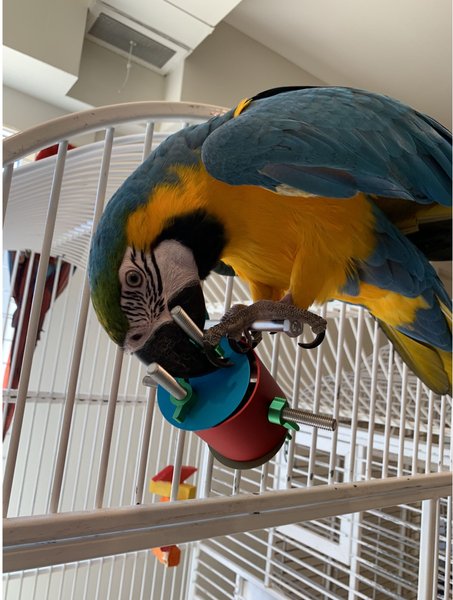 Out of Stock - BUSY BIRD Busy Barrel Bird Toy - Chewy.com