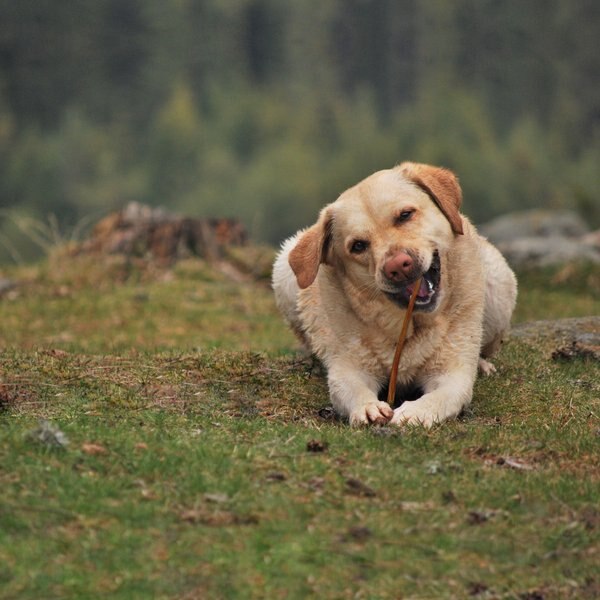 CADET Beef Pizzle Bully Sticks Dog Treats, Large, 2 count - Chewy.com
