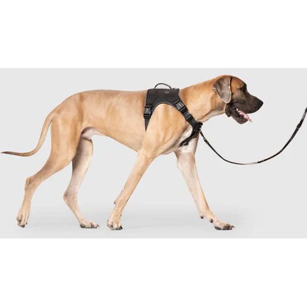 WILD ONE Adjustable Cushioned Dog Harness, Black, Large - Chewy.com