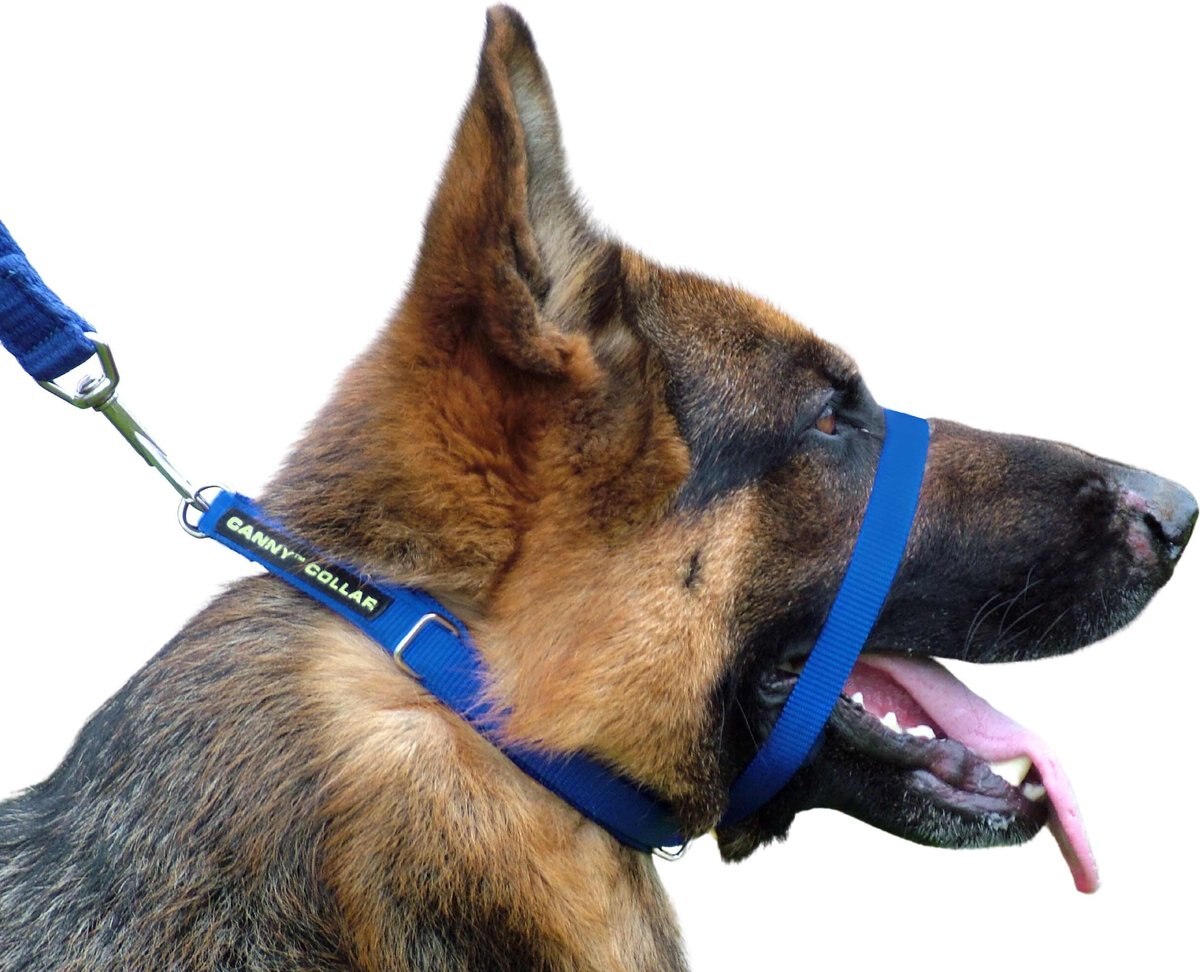 CANNY No Pull Padded Dog Training Head Collar, Blue, Size 3, Neck Size ...