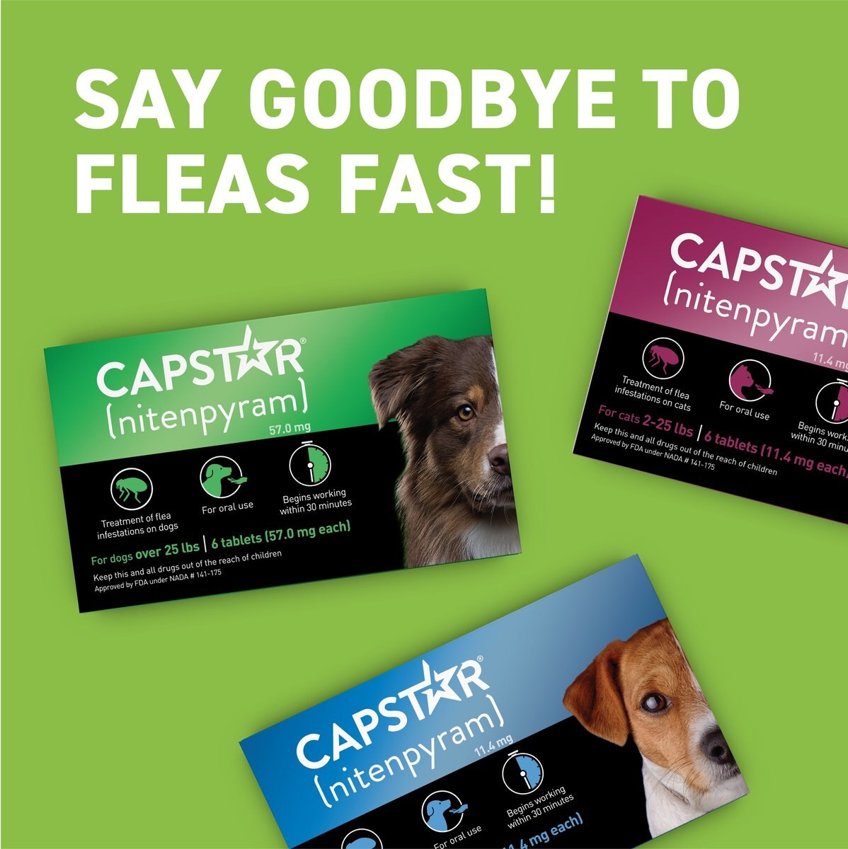 CAPSTAR Flea Oral Treatment for Dogs, over 25 lbs, 12 Tablets - Chewy.com