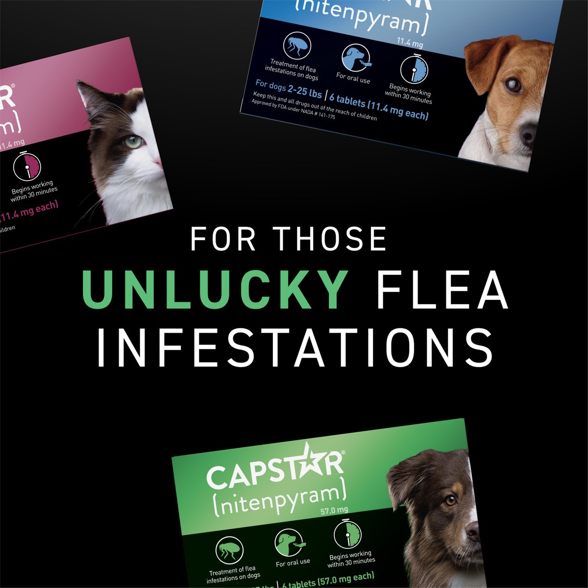 CAPSTAR Flea Oral Treatment for Dogs, over 25 lbs, 6 Tablets - Chewy.com