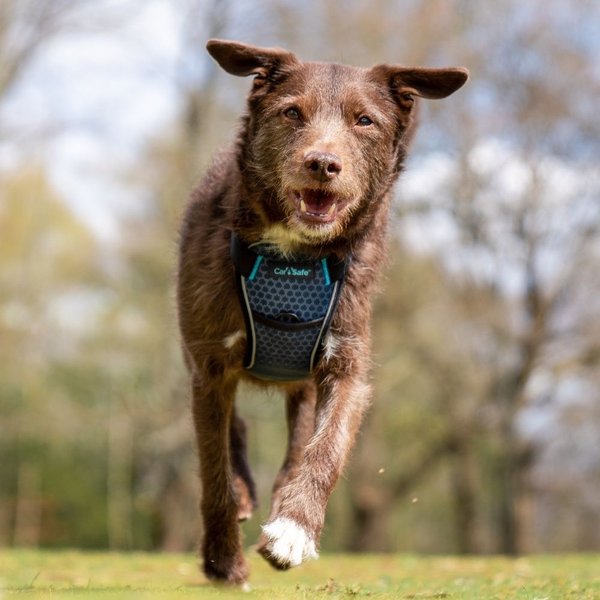 CARSAFE Crash Tested Back Clip Dog Harness, Blue, Small - Chewy.com