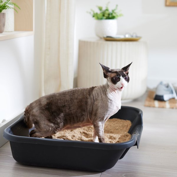 CATALYST PET Healthy Formula Cat Litter, 10-lb bag - Chewy.com