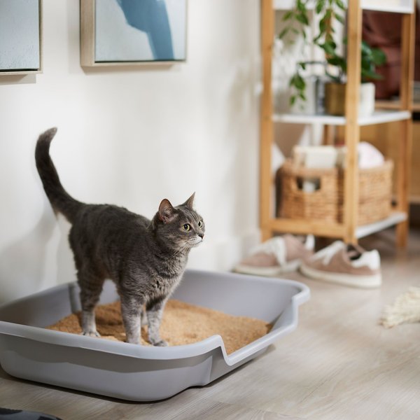 CATALYST PET Multi-Cat Formula Cat Litter, 20-lb bag - Chewy.com