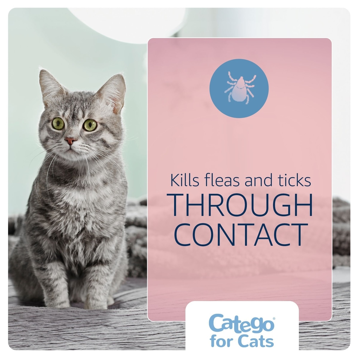 CATEGO Flea & Tick Spot Treatment for Cats, over 1.5 lbs, 12 Doses (12 ...