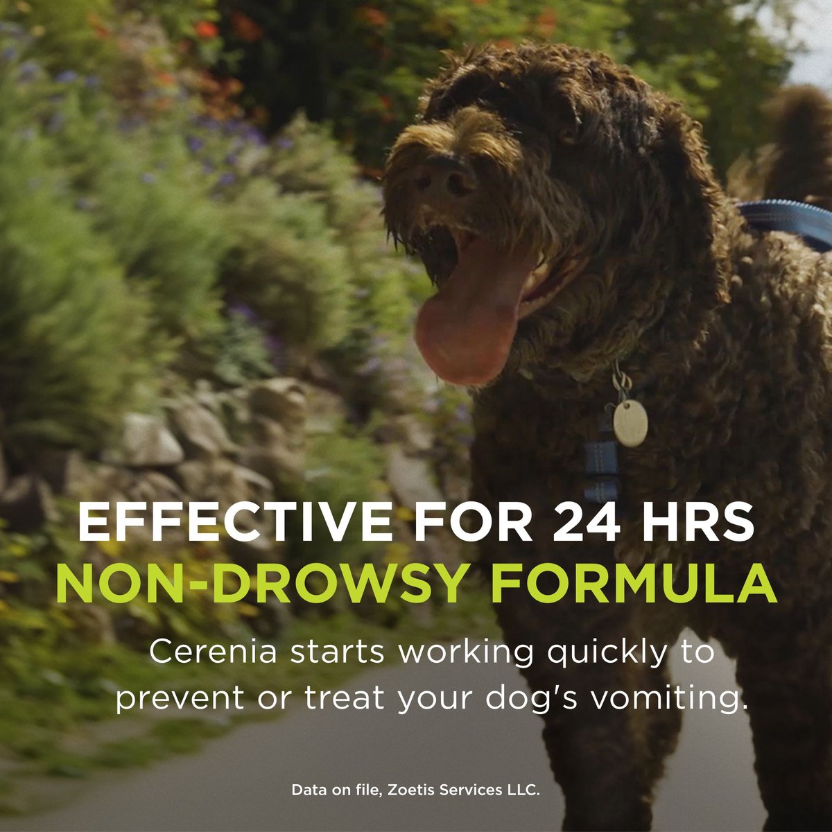 CERENIA (Maropitant Citrate) Tablets for Dogs, 60-mg - Easy Refills ...