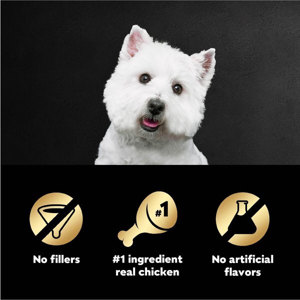 CESAR Rotisserie Chicken Flavor Filets in Gravy Wet Dog Food, 1.76-oz ...