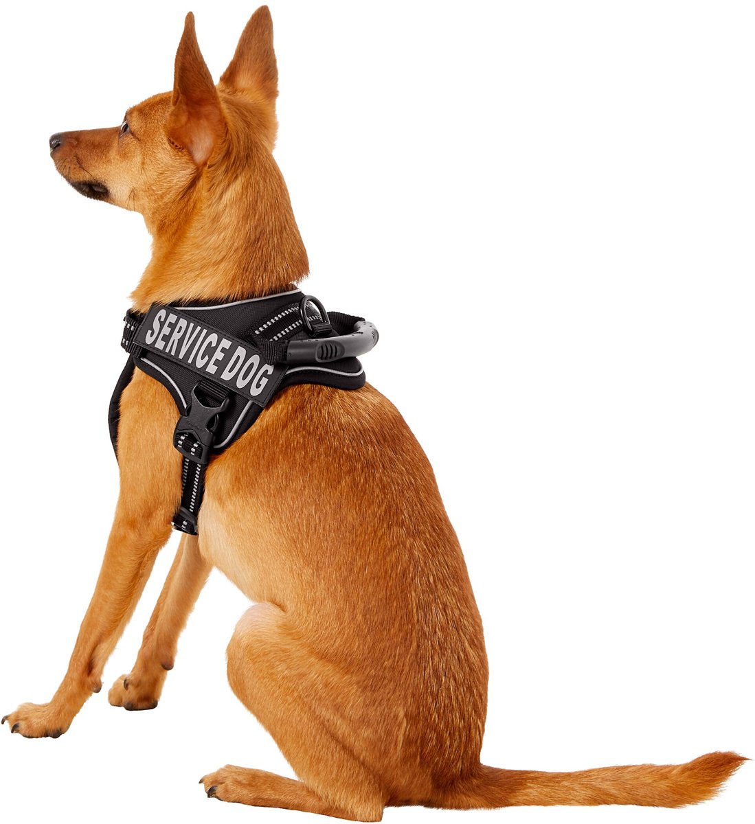 CHAI'S CHOICE Service Dog Harness, Black, X-Small: 16 to 21-in chest ...
