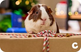 CHEWY eGift Card, Chewy Pet Lovers, $25 - Chewy.com