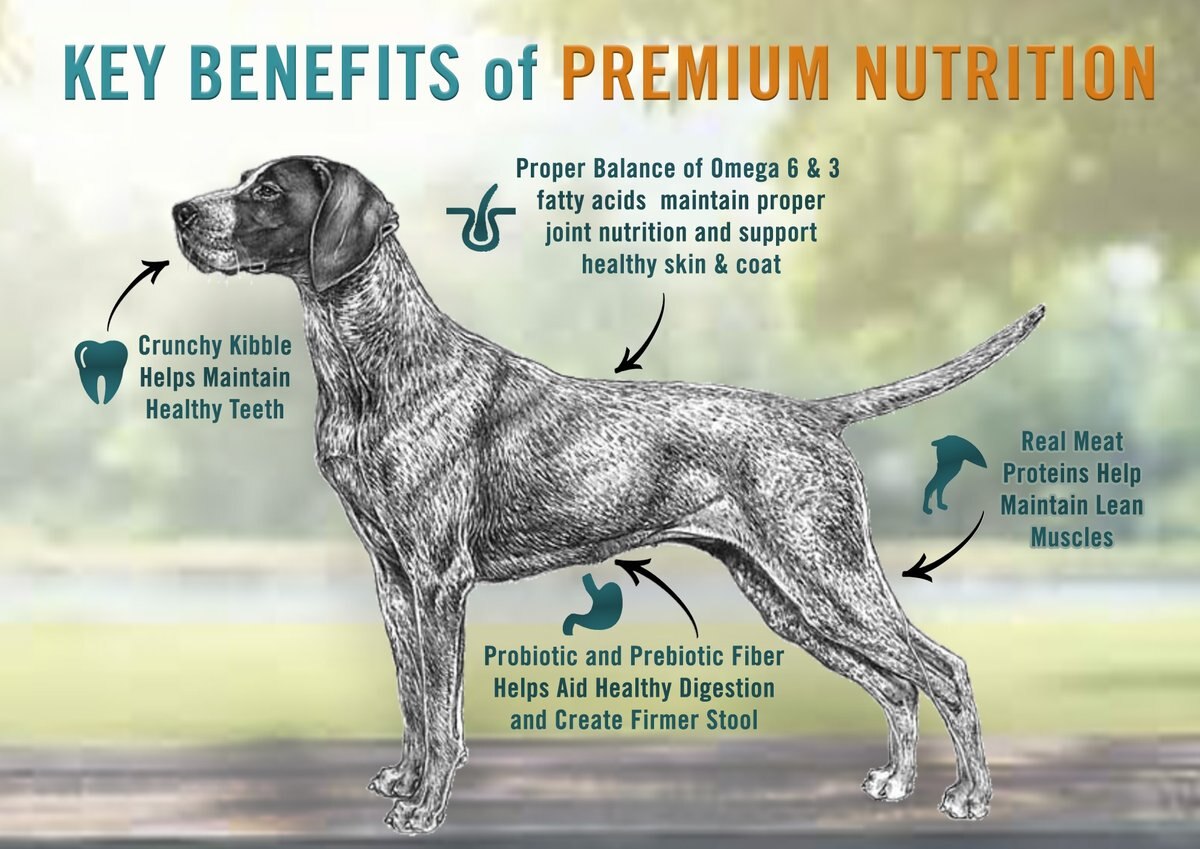 CHICKEN SOUP FOR THE SOUL Adult Chicken, Turkey, & Brown Rice Recipe ...