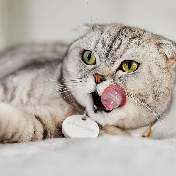 CHIPOLO ONE Bluetooth Dog, Cat & Horse Tag, White - Chewy.com