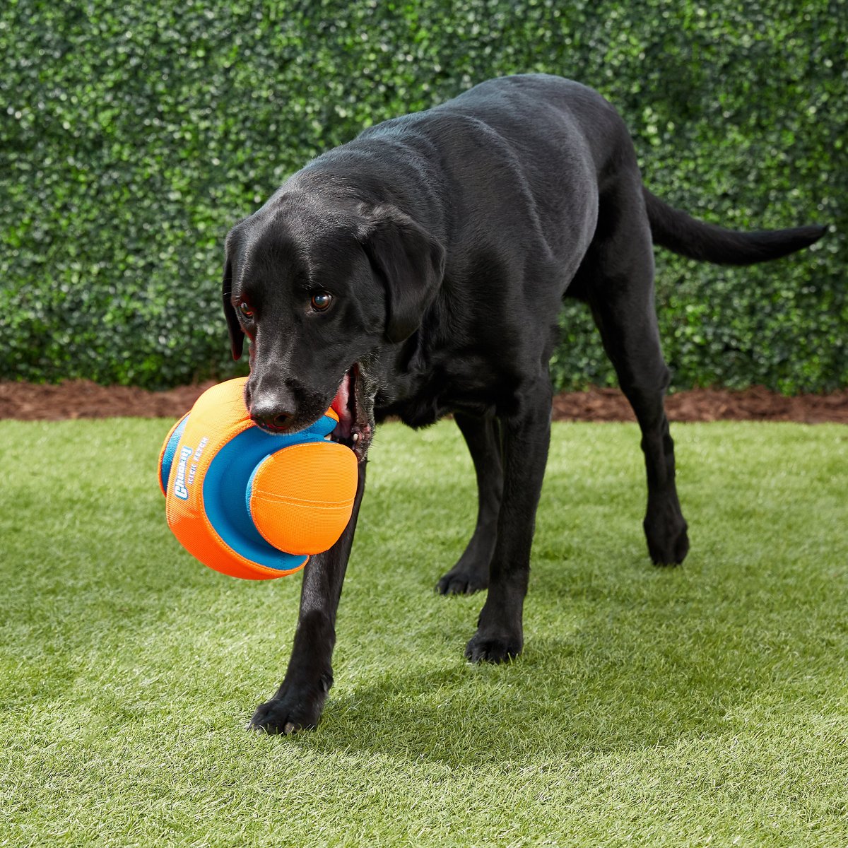 CHUCKIT! Kick Fetch Ball Dog Toy, Large - Chewy.com